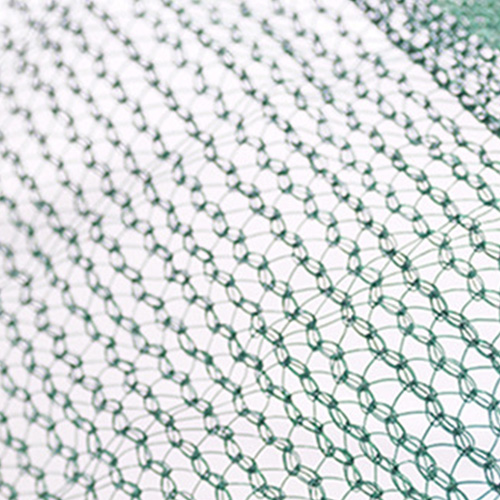 Olive net