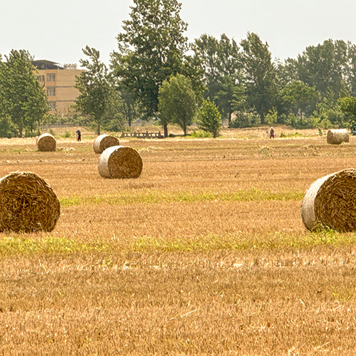 Bundled straw net